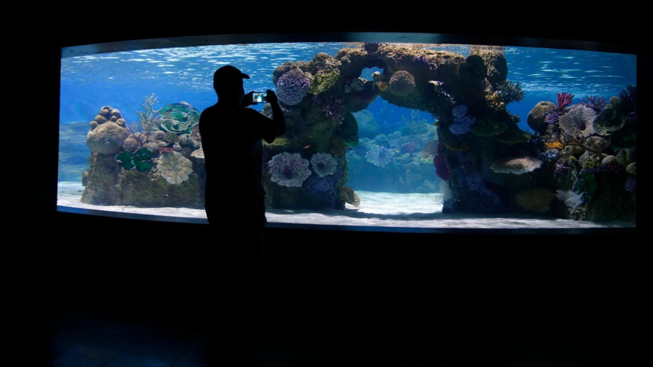 Nearly 10% of marine life threatened with extinction - Info3 - The ...