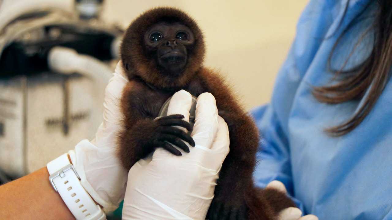 Researchers successfully produce a monkey chimera featuring dual sets ...