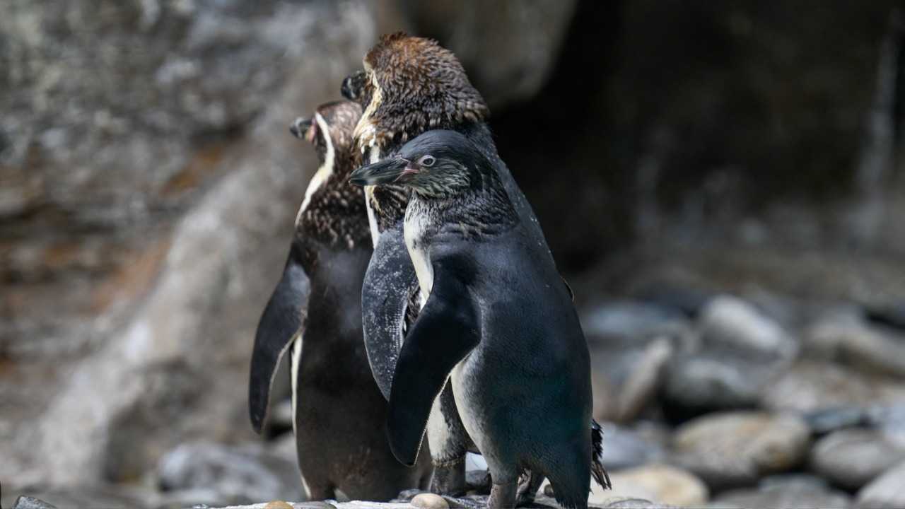 The amount of microplastics in the Antarctic is being analyzed by using ...