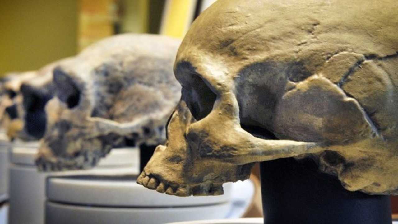 Fossils in Greece Indicate Human Ancestors Evolved in Europe, Not ...