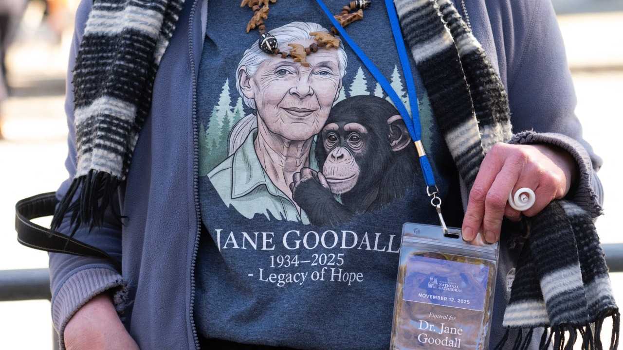 Jane Goodall honorée à Washington par des écologistes dont DiCaprio ...